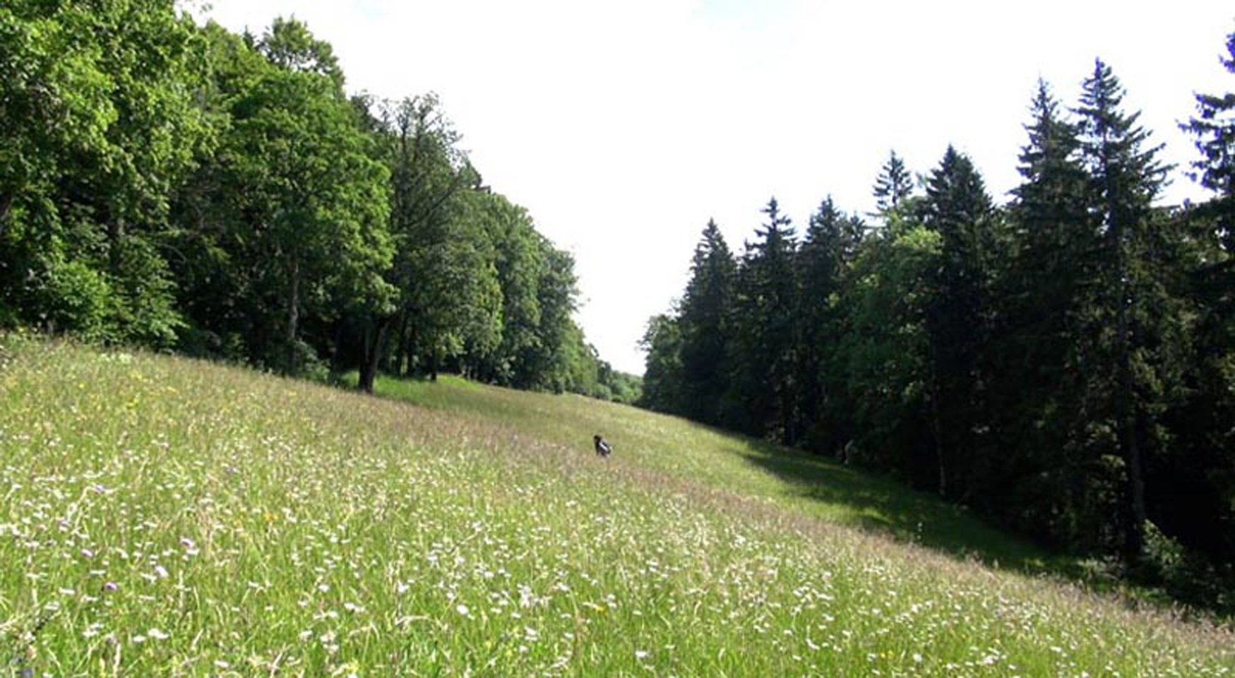 Survita - Projects - ECAL