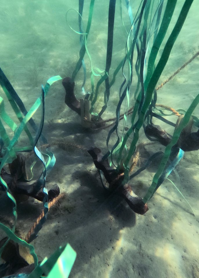 Posea - Projects - ECAL