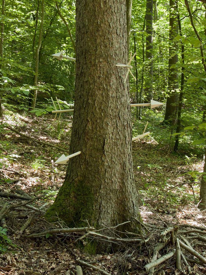 Survita - Projects - ECAL