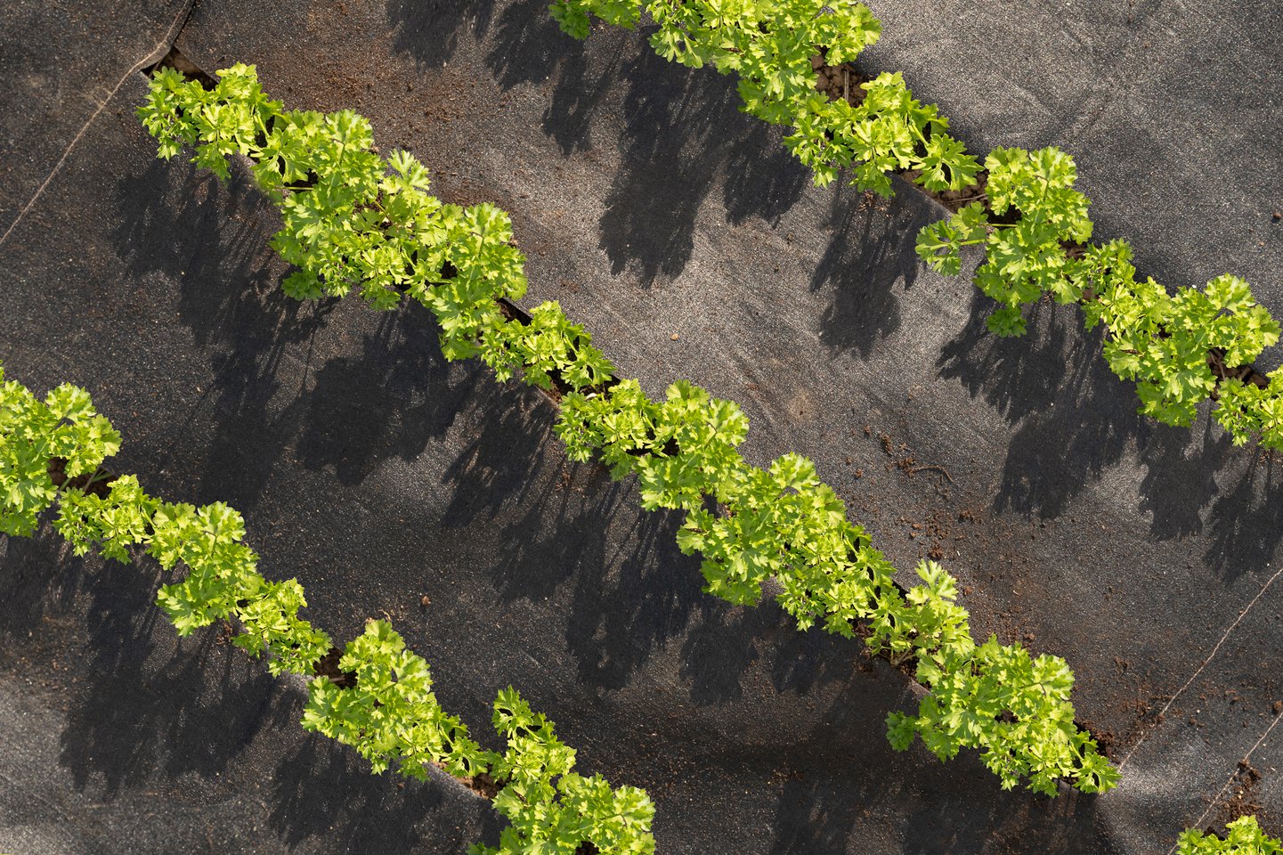 Line - Projects - ECAL