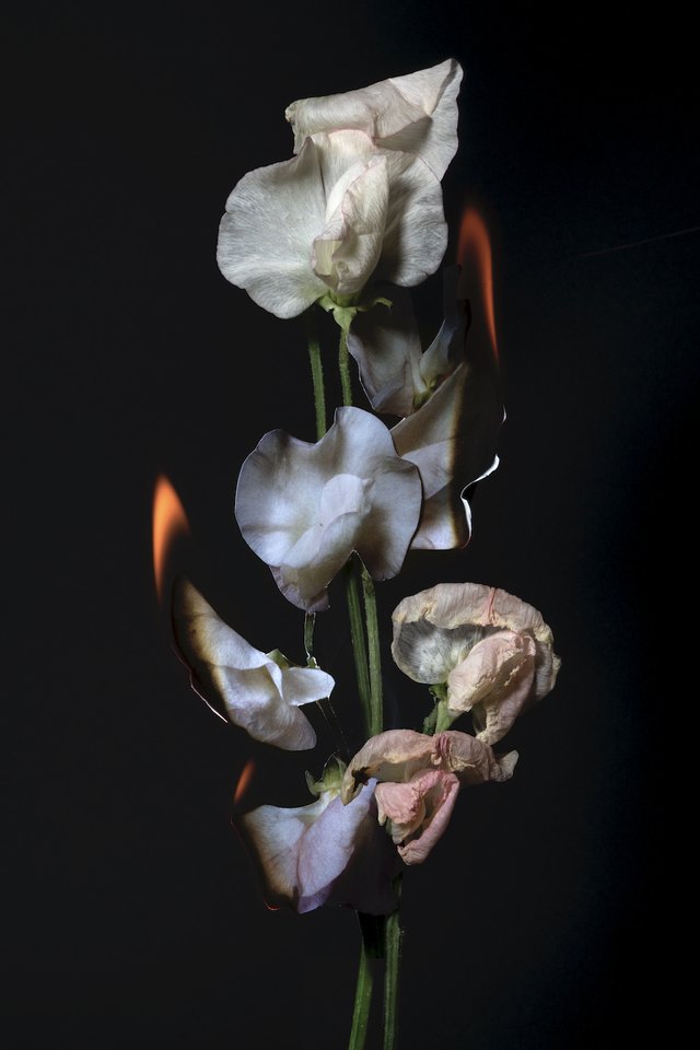 Still Life Photography – 2020 #2 - Projets - ECAL