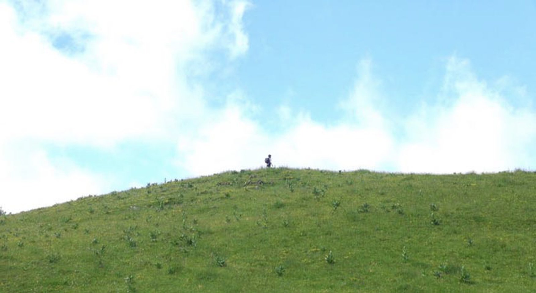 Survita - Projects - ECAL